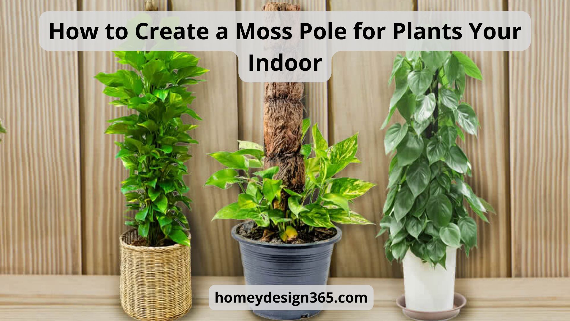 How to Create a Moss Pole for Plants Your Indoor : Diy